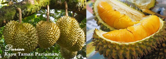 Wisata Kuliner Sumatera Barat (+Pic) (Update) | KASKUS