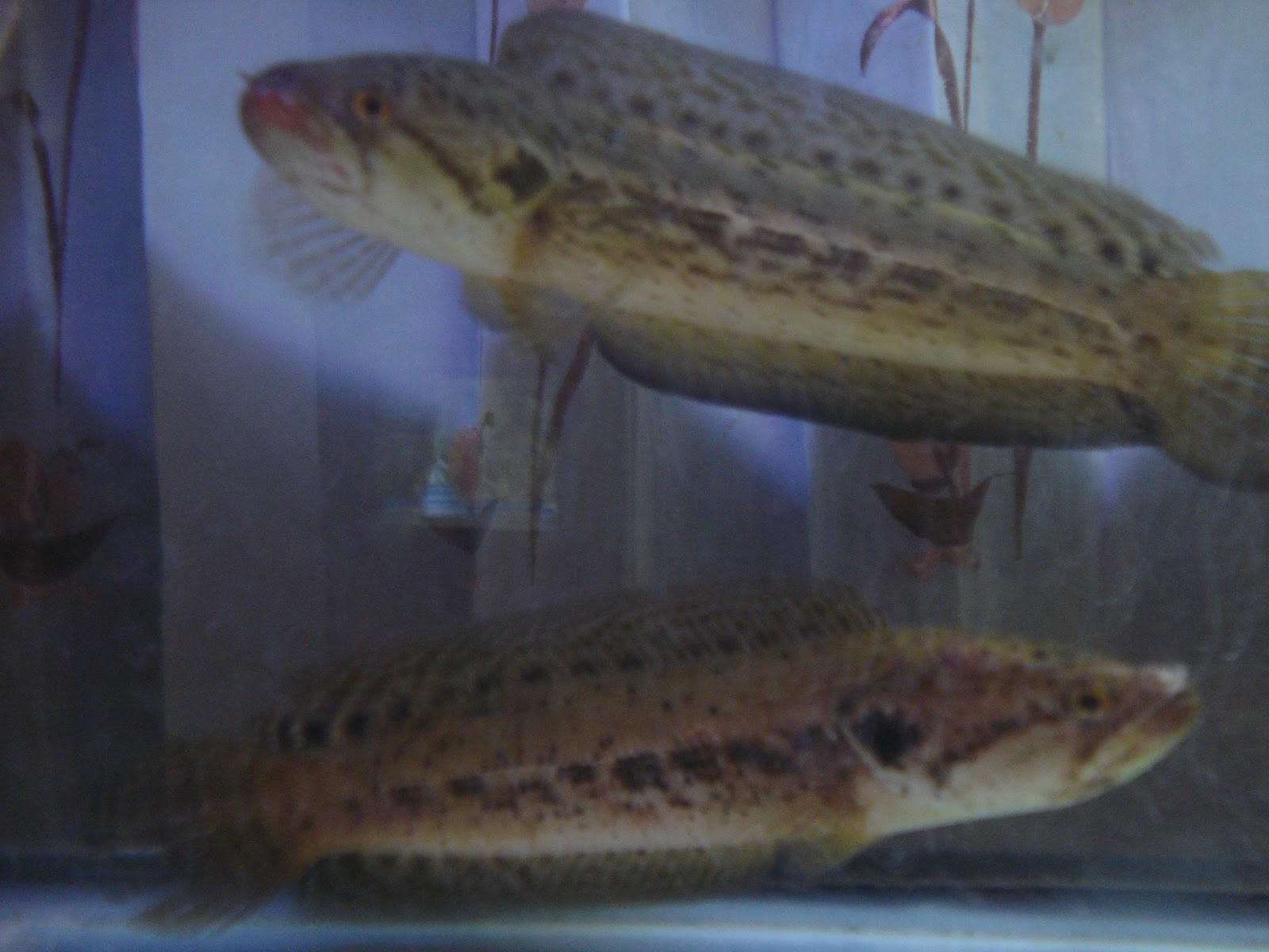 Ikan-Ikan Asli Indonesia yang Mulai Terancam Punah | KASKUS