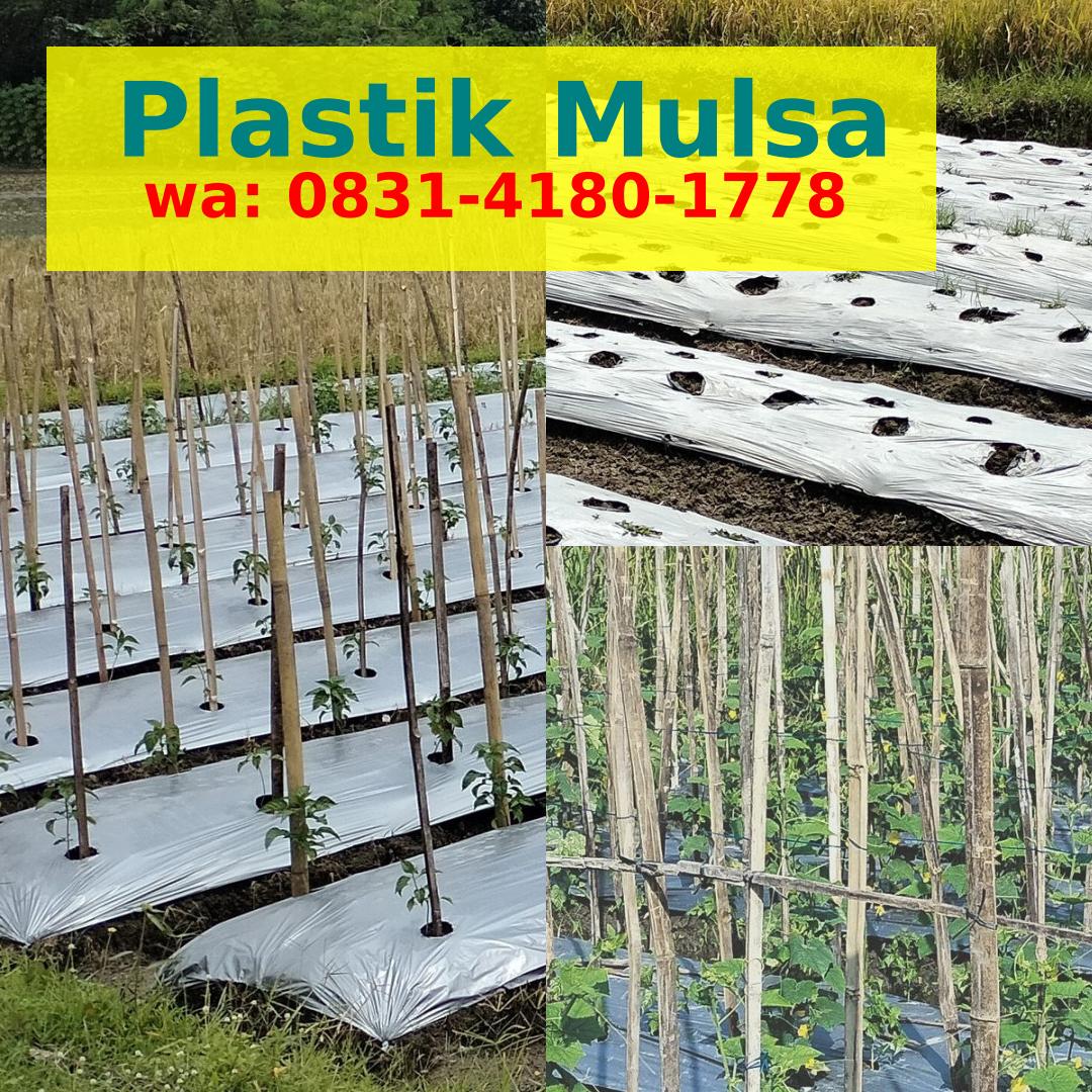 Terjual 1 Roll Mulsa Berapa Meter O83l l8O l778 WhatsApp KASKUS
