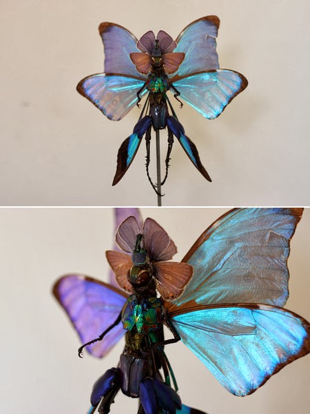 Mawar Seram Mirip Tengkorak, Terbentuk Alami Tanpa Rekayasa | KASKUS