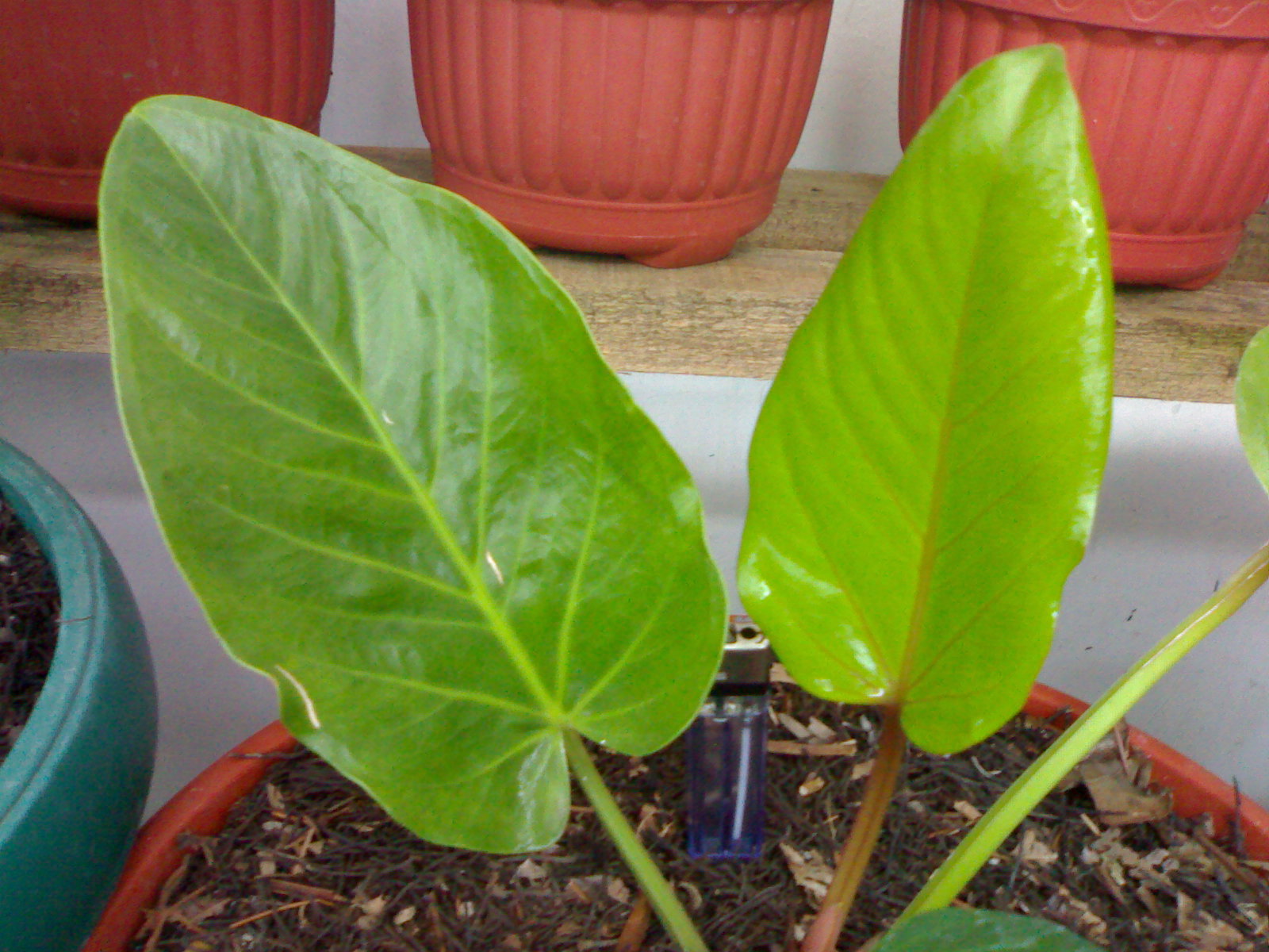 Wajib Tahu! 44+ Tanaman Anthurium Bunga Daun Lebar yang Banyak Dicari ...