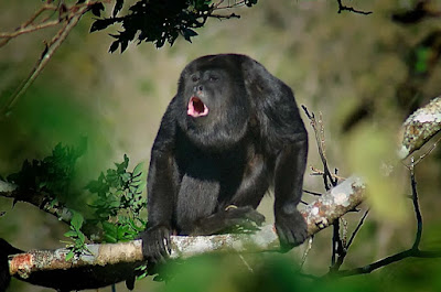 7 Hewan Dengan Suara Paling Berisik di Dunia | KASKUS