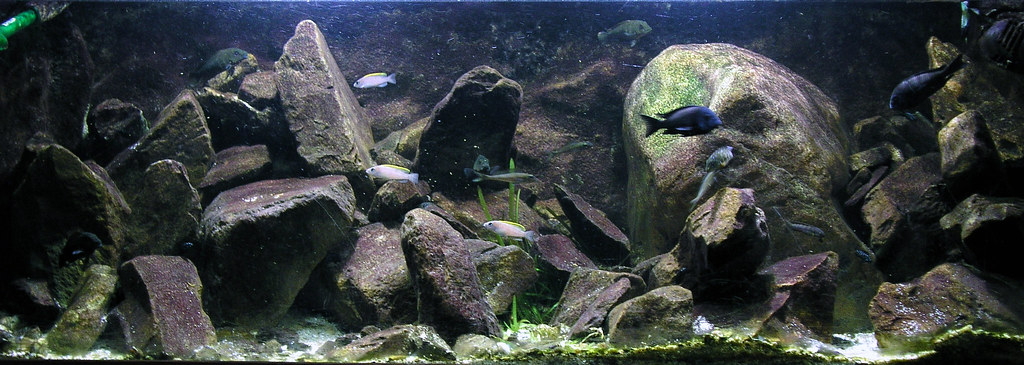 Setting Akuarium Alami Biotop ikan siklid / cichlid malawi atau ...