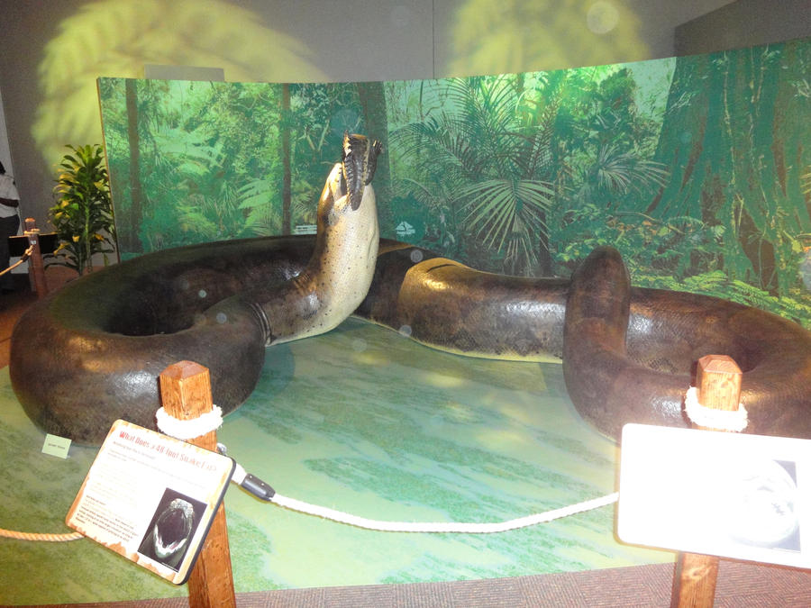 Titanoboa Snake. Ular Terbesar yang pernah hidup di Bumi | KASKUS