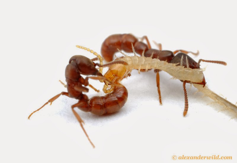 Kematian yang Akan Kamu Alami jika Kamu Seekor Serangga | KASKUS