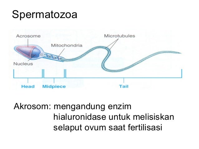 [KULIAH REPRODUKSI] Terungkap, Sperma Manusia Punya "Tombak" pada ...