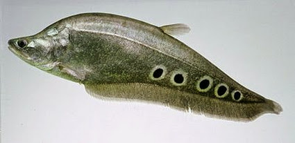 Ikan Pipih Dalchaebi