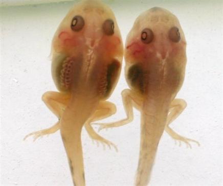 MAU TAU WAJAH ASLI KECEBONG.. ?? | KASKUS