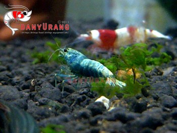 All about shrimp (red cherry, red bee, black bee, neocaridina, caridina ...