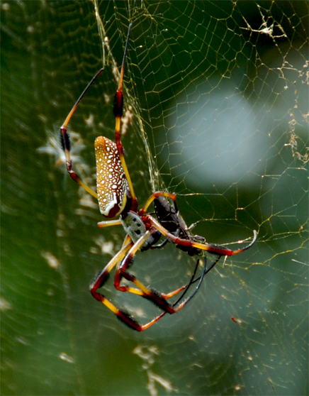 Encyclopedia Laba - Laba (Spider) ( WorldPedia Series ) | KASKUS