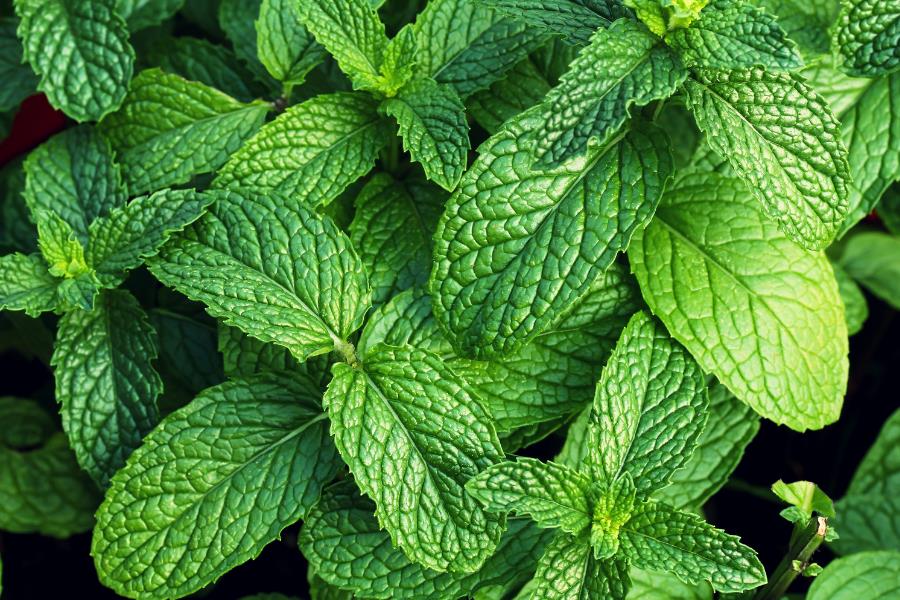 Keharuman Aromaterapi Bisa Redakan Sakit Kepala | KASKUS