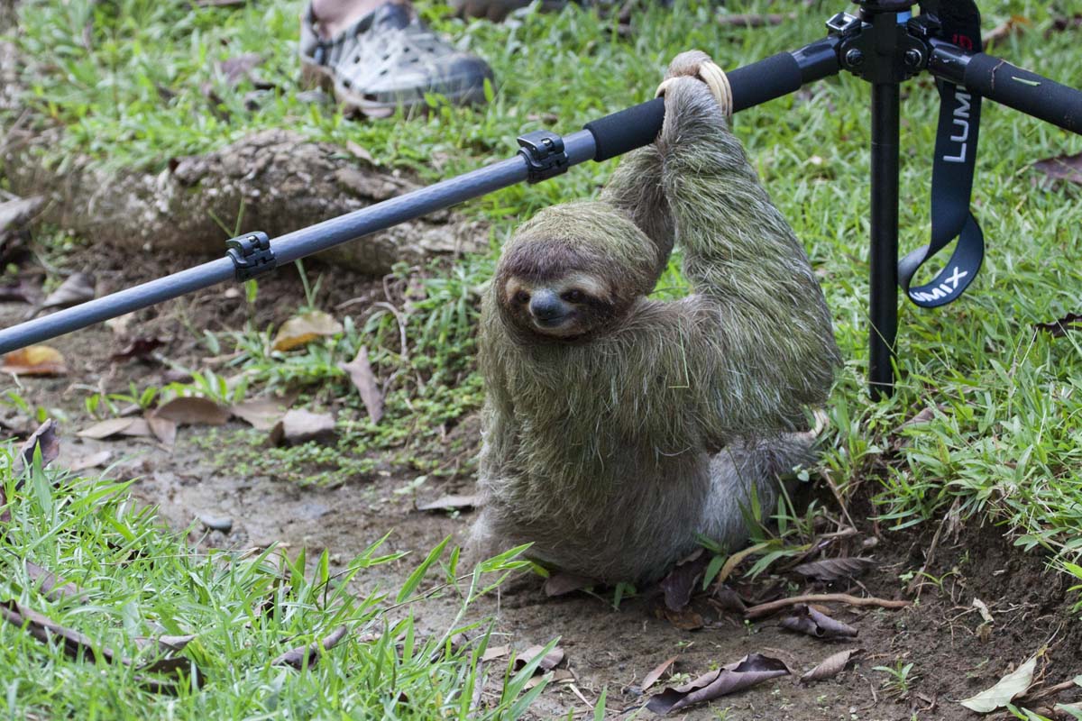 Tujuh Fakta Unik Tentang Sloth | KASKUS