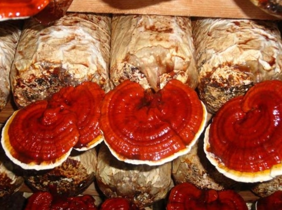 Jenis-jenis Jamur yang layak dimakan dari seluruh dunia!!! | KASKUS