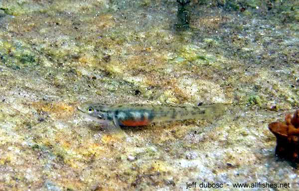 Freshwater Goby Discussion and Sharing | KASKUS
