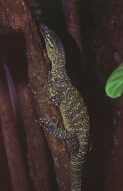 Ω≈Ω≈ΩRumah Baru untuk Varanus Lover Ω≈Ω≈Ω | KASKUS