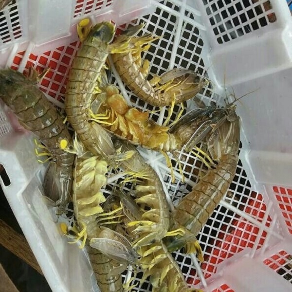 Pecinta Seafood Masuk Sini, 13 Jenis Udang yang Bisa Dimakan | KASKUS