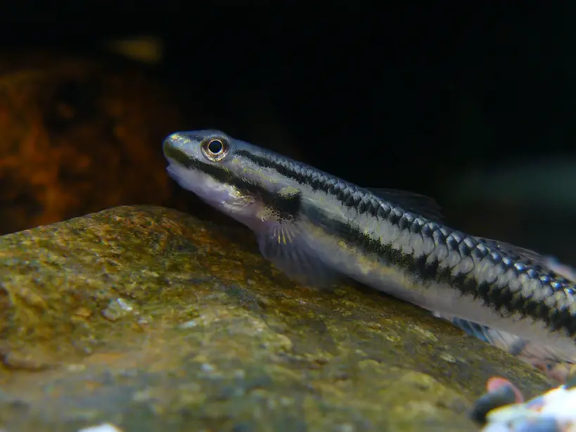 Freshwater Goby Discussion and Sharing | KASKUS