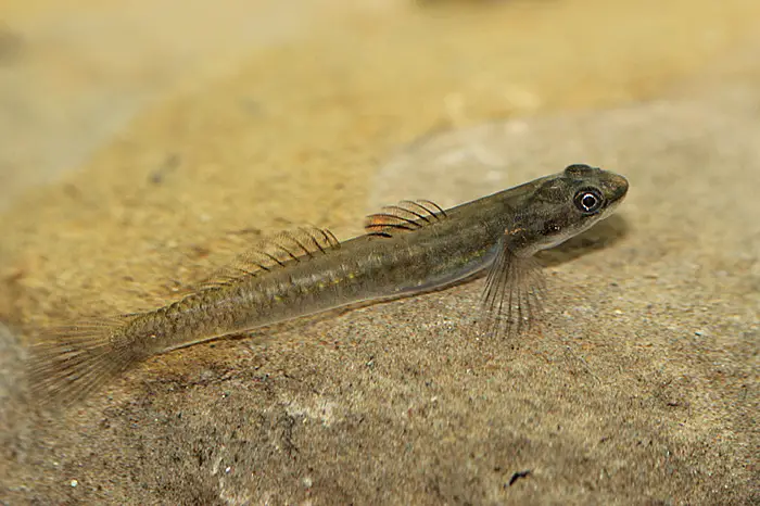 Freshwater Goby Discussion and Sharing | KASKUS
